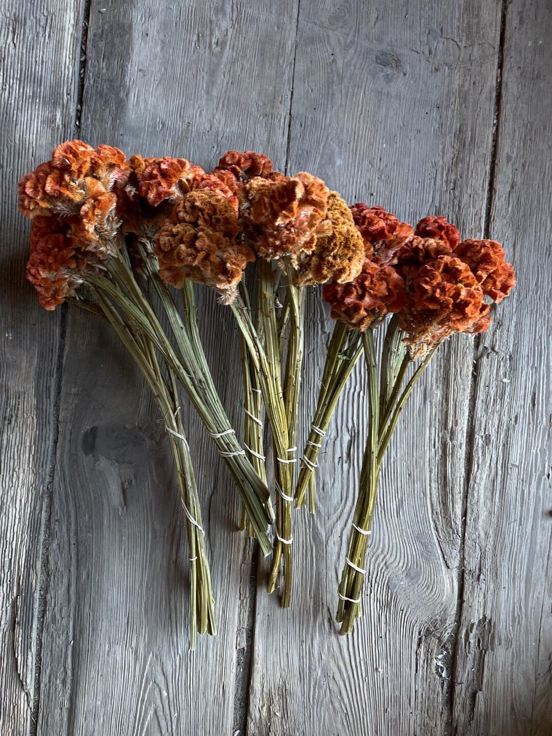 Dried Orange Cockscomb Celosia Flowers - Etsy