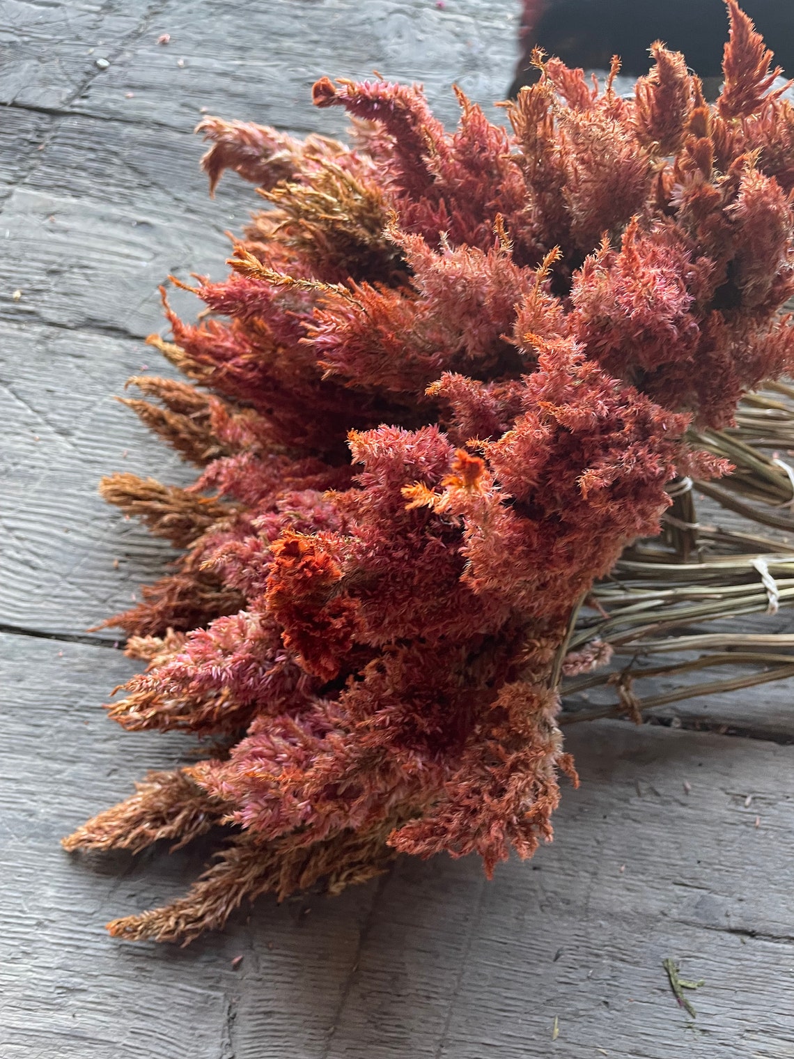 Dried Orange Sunday Celosia - Etsy