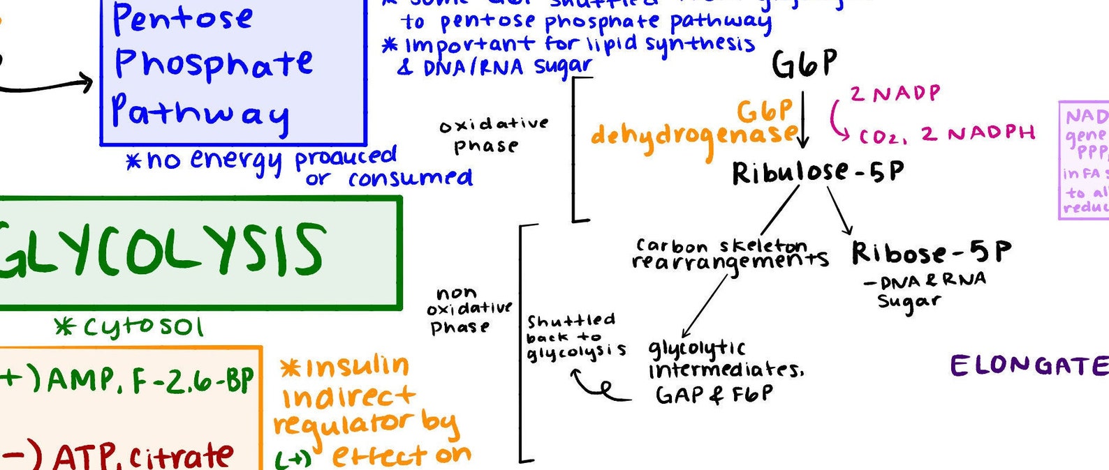 MCAT Comprehensive Biochemistry Metabolic Pathway Study Guide - Etsy