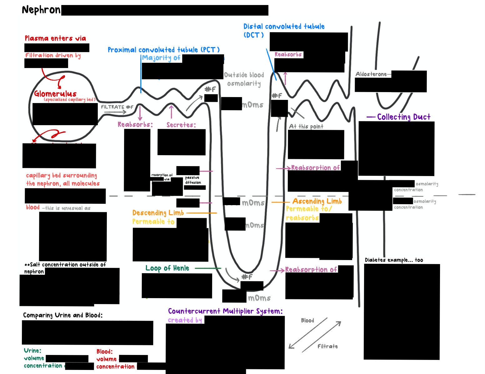 MCAT Biology Nephron Study Guide HIGH YIELD - Etsy