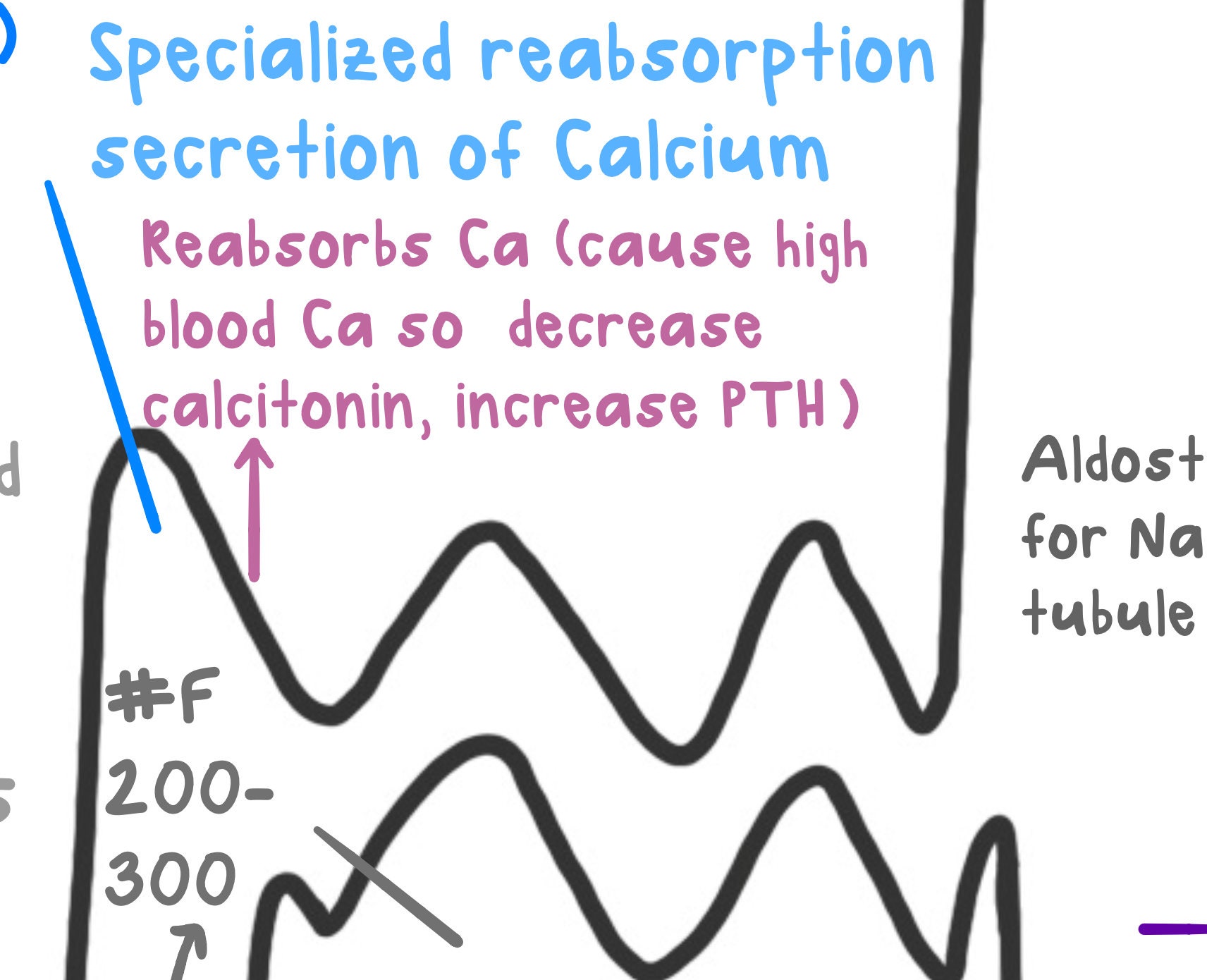 MCAT Biology Nephron Study Guide HIGH YIELD - Etsy