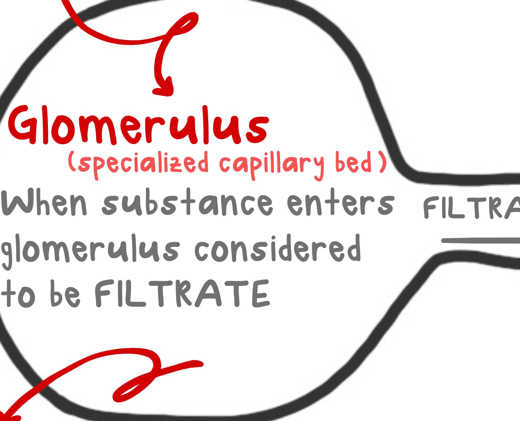MCAT Biology Nephron Study Guide HIGH YIELD - Etsy