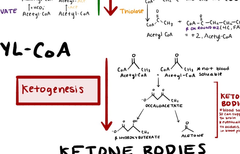 MCAT Comprehensive Biochemistry Metabolic Pathway Study Guide - Etsy