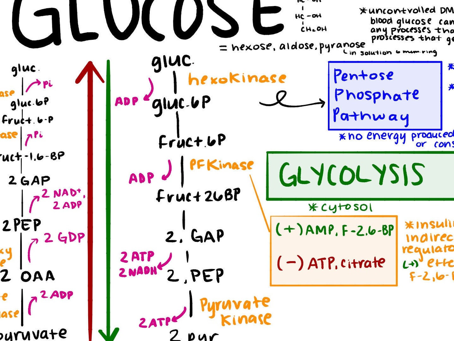 MCAT Comprehensive Biochemistry Metabolic Pathway Study Guide - Etsy MCAT Comprehensive Biochemistry Metabolic Pathway Study Guide - Etsy