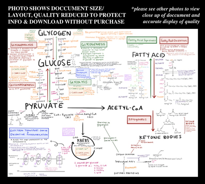 MCAT Comprehensive Biochemistry Metabolic Pathway Study Guide - Etsy MCAT Comprehensive Biochemistry Metabolic Pathway Study Guide - Etsy