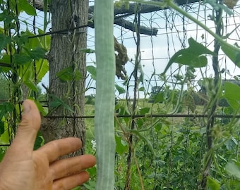 Snake Gourd (serpent Gourd - White Glory) 5-20-300 Seeds ~ Very Rare ...