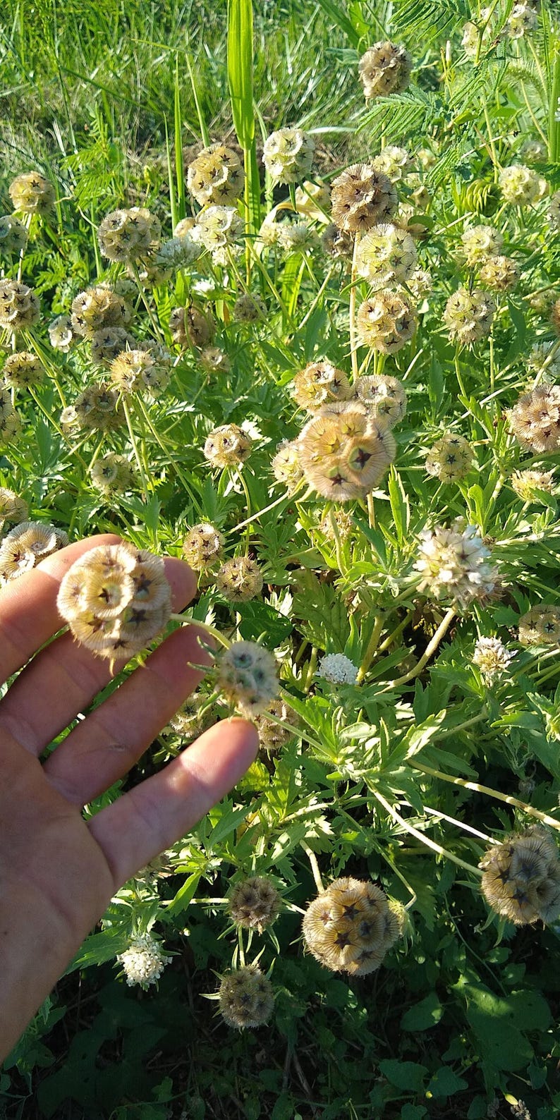 Scabiosa Stellata 'ping Pong' Seeds ~ Paper Moon ~ Star Flower ~ Dried ...