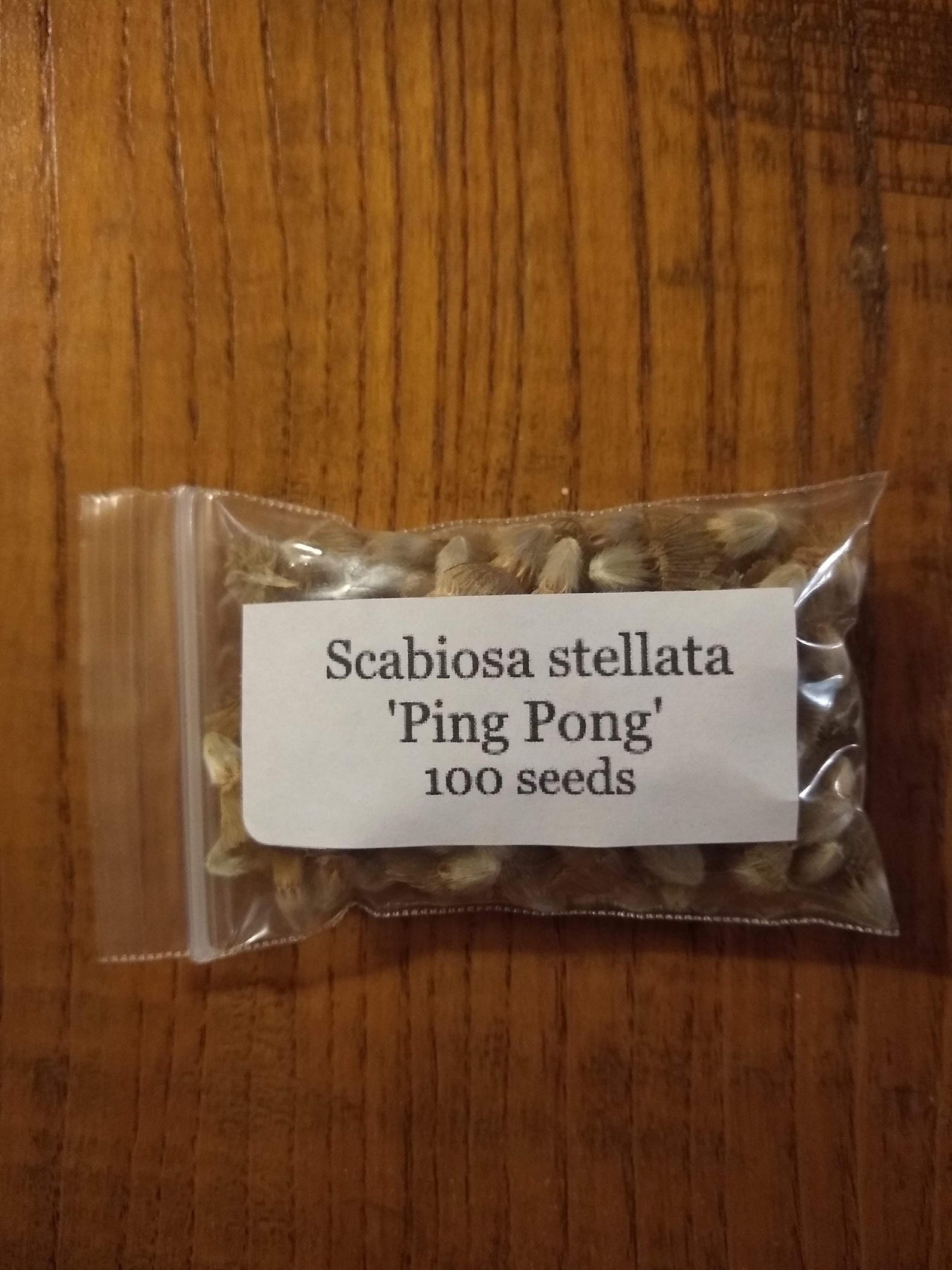 Scabiosa Stellata 'ping Pong' Seeds ~ Paper Moon ~ Star Flower ~ Dried ...