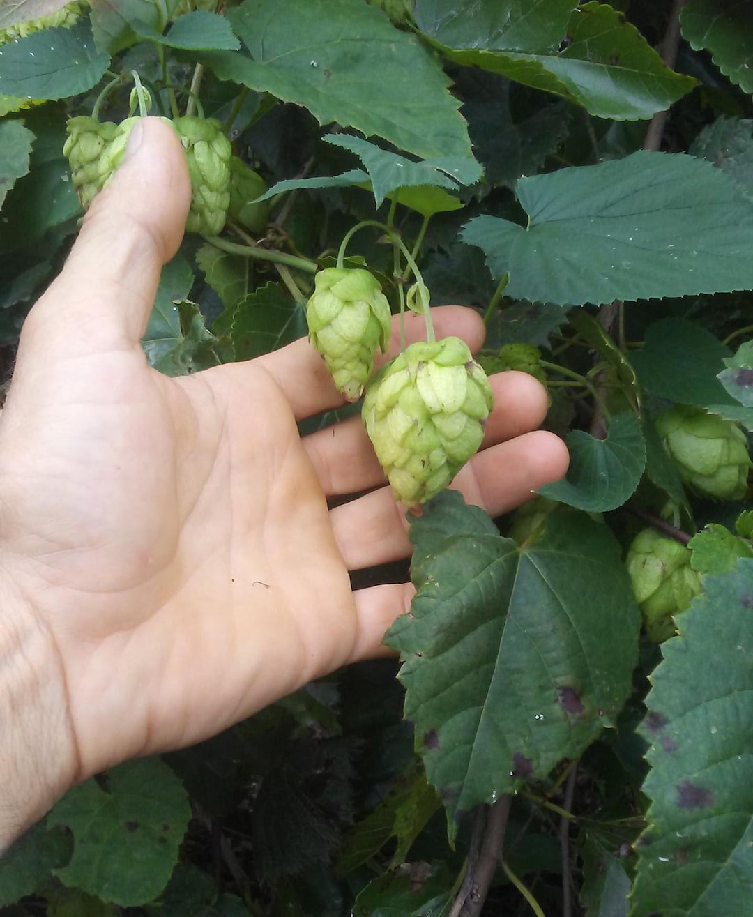 Wild Hops Seed ~ 25 to 1000 Hop Seeds - Etsy