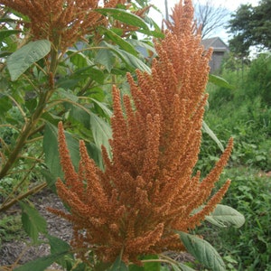 Golden Giant Amaranth Seed (amaranthus Cruentus) 300 to 25,000 Seeds - Etsy