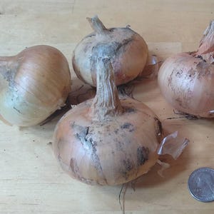 Potato Onion Seeds ~ Open Pollinated Heirloom Multiplier Onions - Etsy