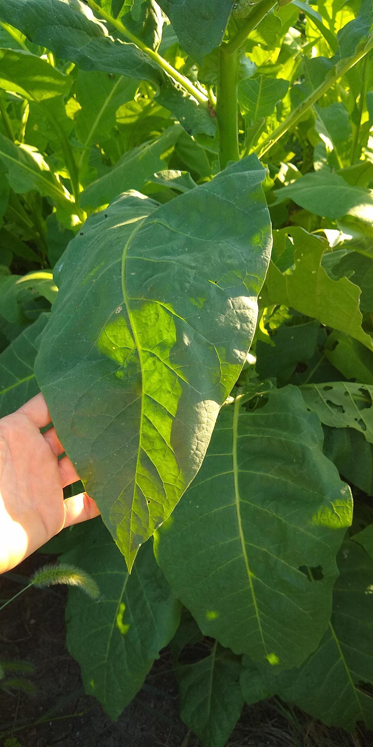 Perique Tobacco Seeds ~ 1000 to 100,000 Seeds ~ Heirloom Nicotiana ...