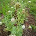 Scabiosa Stellata 'ping Pong' Seeds ~ Paper Moon ~ Star Flower ~ Dried ...