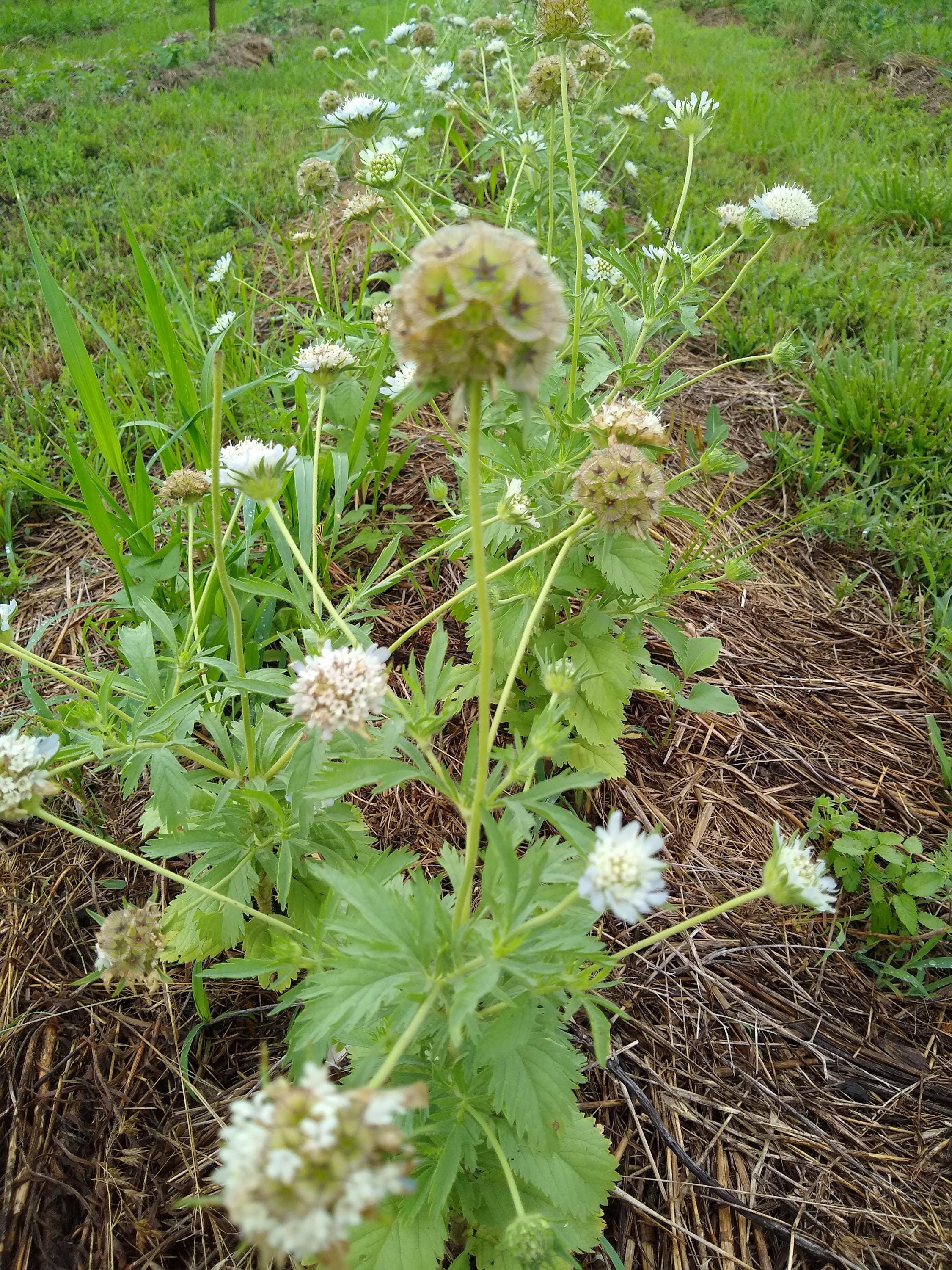 Scabiosa Stellata 'ping Pong' Seeds ~ Paper Moon ~ Star Flower ~ Dried ...