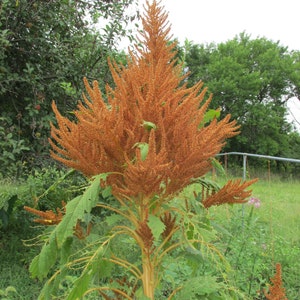 Golden Giant Amaranth Seed (amaranthus Cruentus) 300 to 25,000 Seeds - Etsy