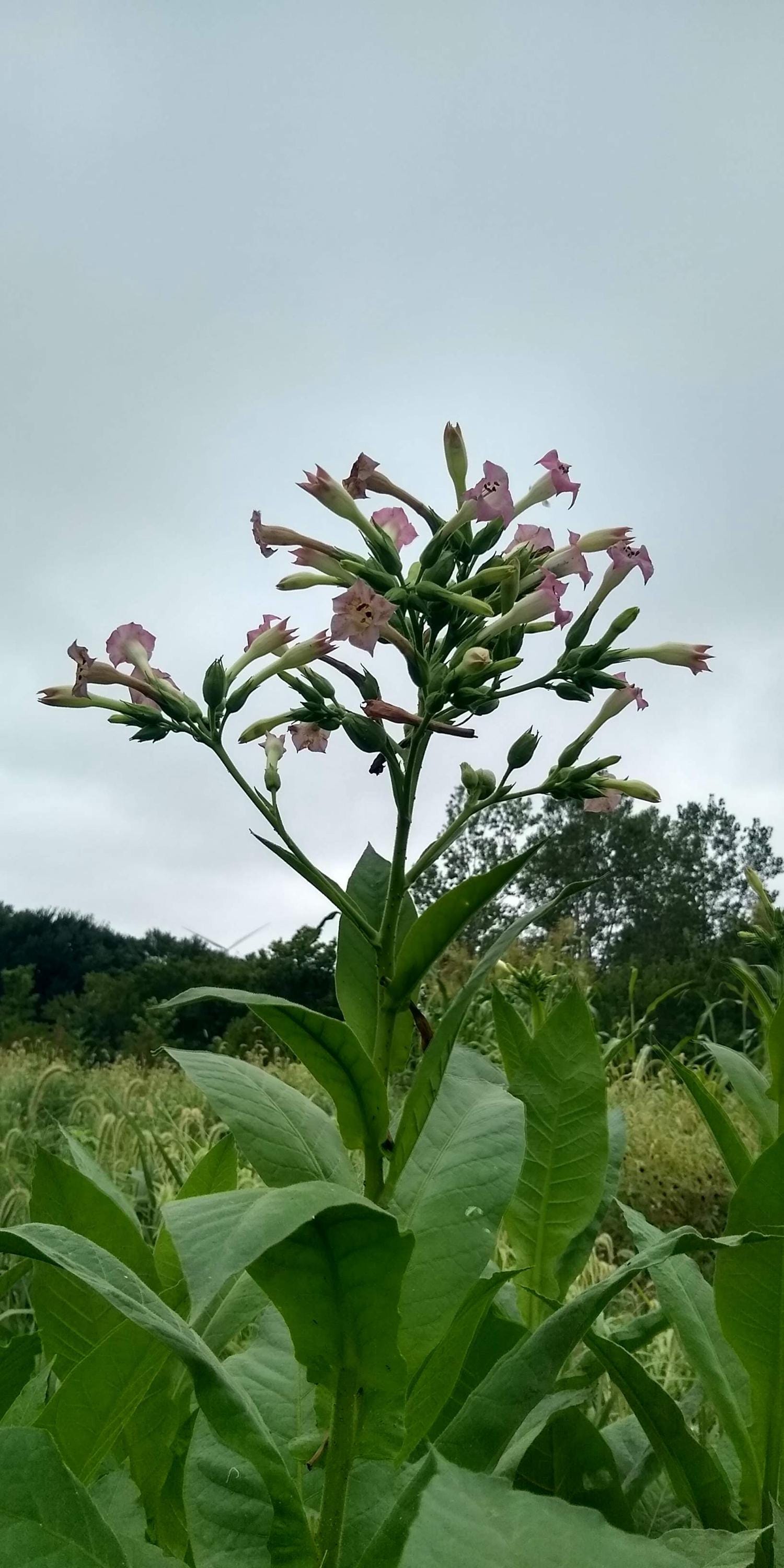 Perique Tobacco Seeds ~ 1000 to 100,000 Seeds ~ Heirloom Nicotiana ...