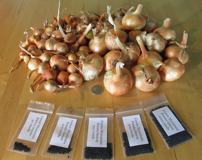 Green Mountain Multiplier Onion Seeds Perennial, Vegetable Seeds ...