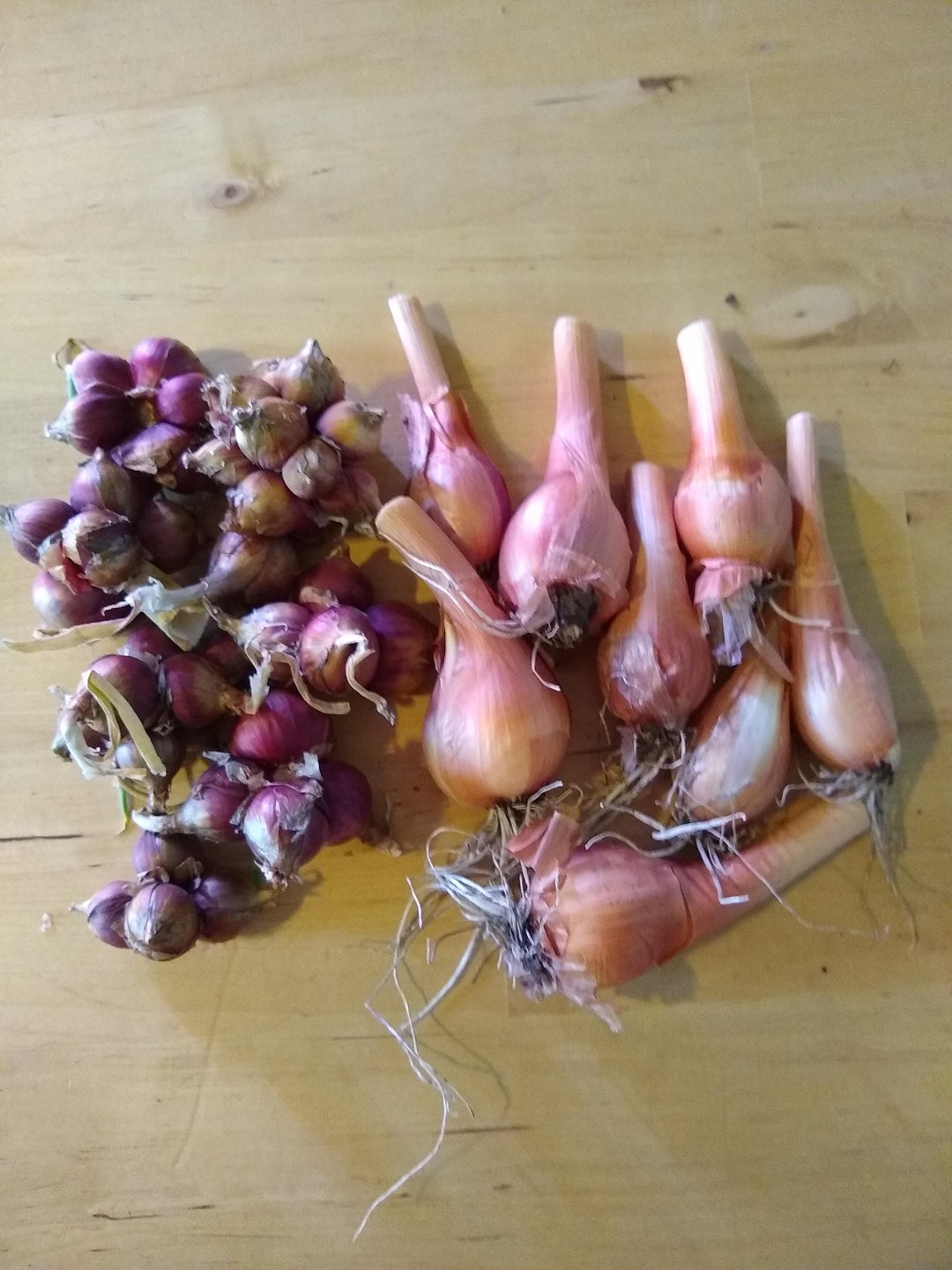 Egyptian Walking Onions, Mature Bulbs and Top Bulblets ~ Organic ...