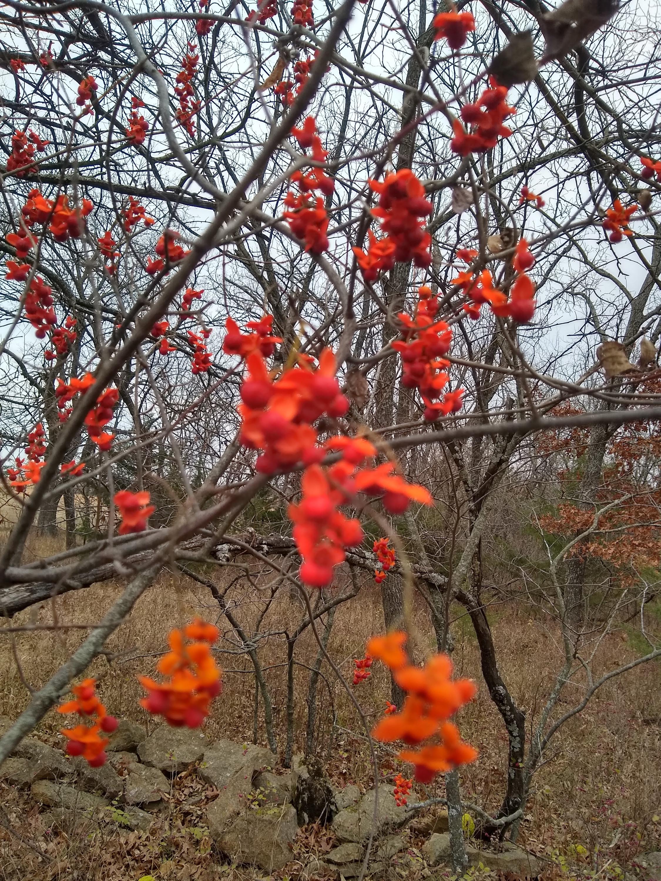 American Bittersweet Seed ~ Celastrus Scandens ~ Native Decorative Vine ...
