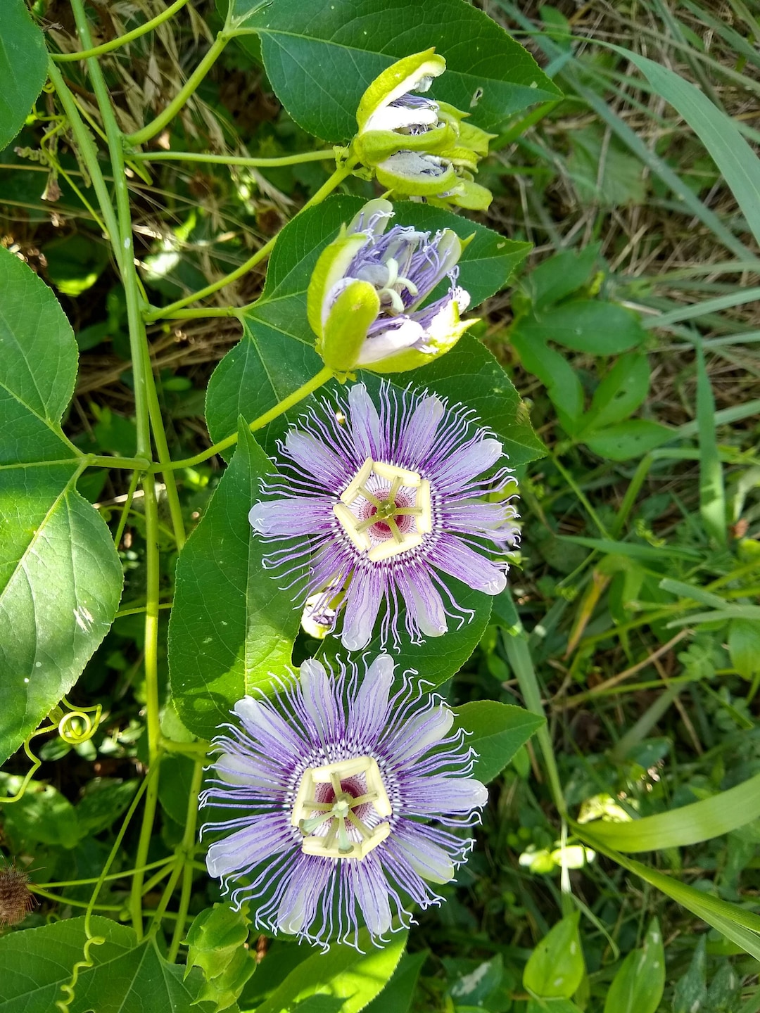 Maypop Seeds (passiflora Incarnata) Hardy Passion Flower ~ Native Fruit ...