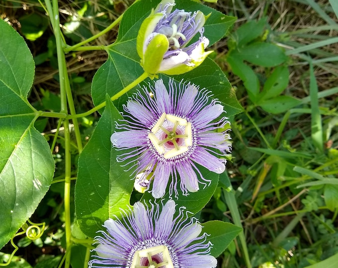 Maypop Seeds (passiflora Incarnata) Hardy Passion Flower ~ Native Fruit ...