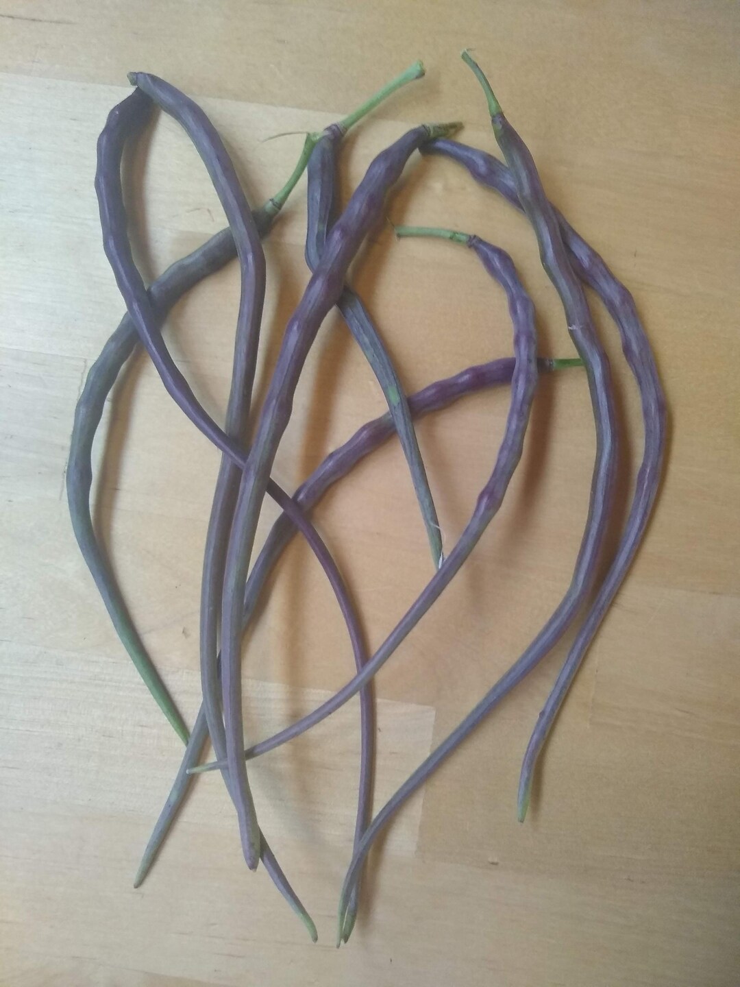 Red Rat's Tail Radish ~ 100 to 250 Seeds~ - Etsy