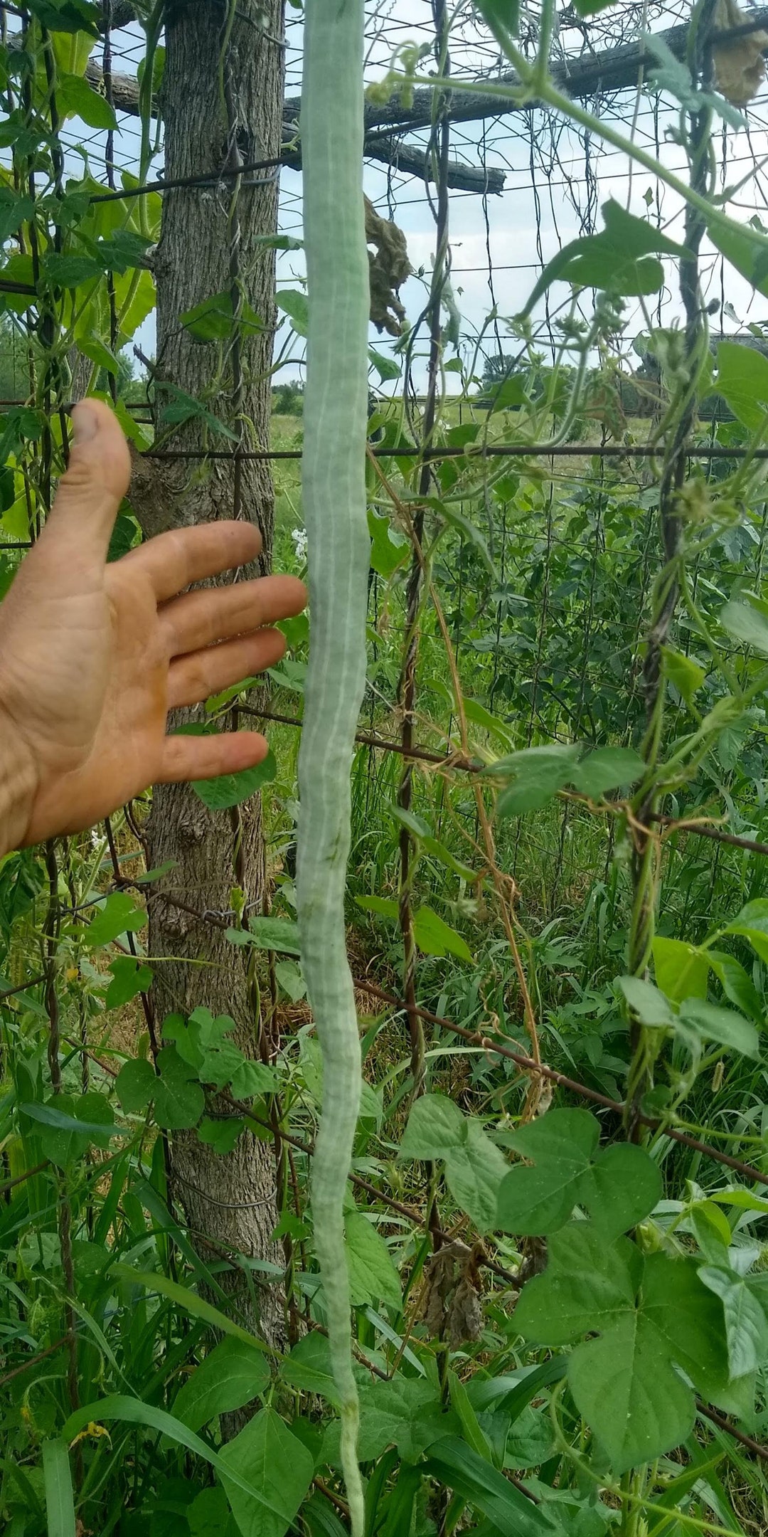 Indian Snake Bean ~ (trichosanthes Cucumerina) ~ 3 to 50 Seeds ...