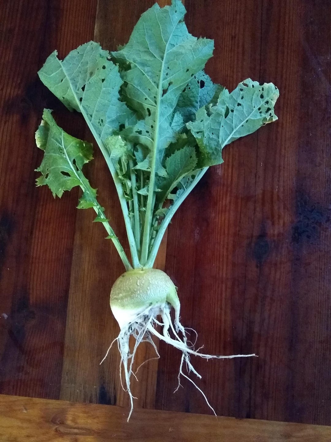 Bald Head Mustard Seed ~ 250 to 10,000 Seeds ~ Root Mustard - Etsy