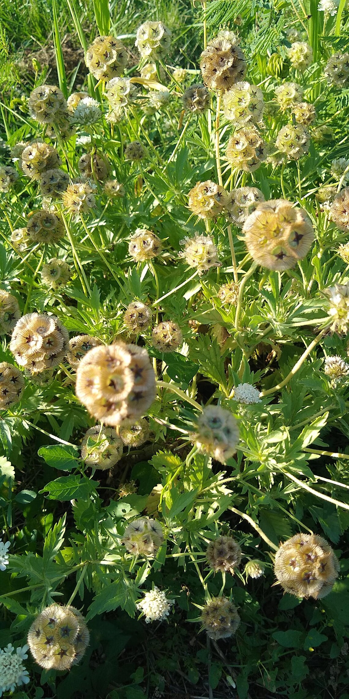 Scabiosa Stellata 'ping Pong' Seeds ~ Paper Moon ~ Star Flower ~ Dried ...