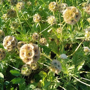 Scabiosa Stellata 'ping Pong' Seeds ~ Paper Moon ~ Star Flower ~ Dried ...