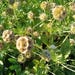 Scabiosa Stellata 'ping Pong' Seeds ~ Paper Moon ~ Star Flower ~ Dried ...