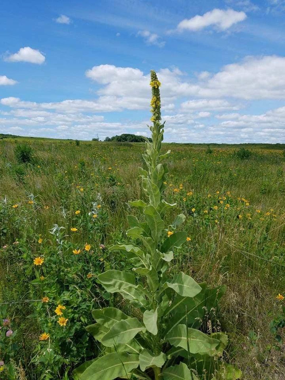 Common Mullein Seed ~ Verbascum Thapsus ~ 1000 to 4oz Bulk - Etsy