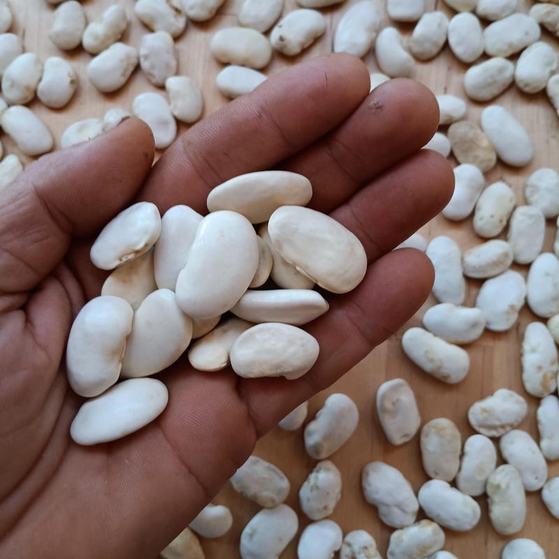 Gigante Bean - Etsy