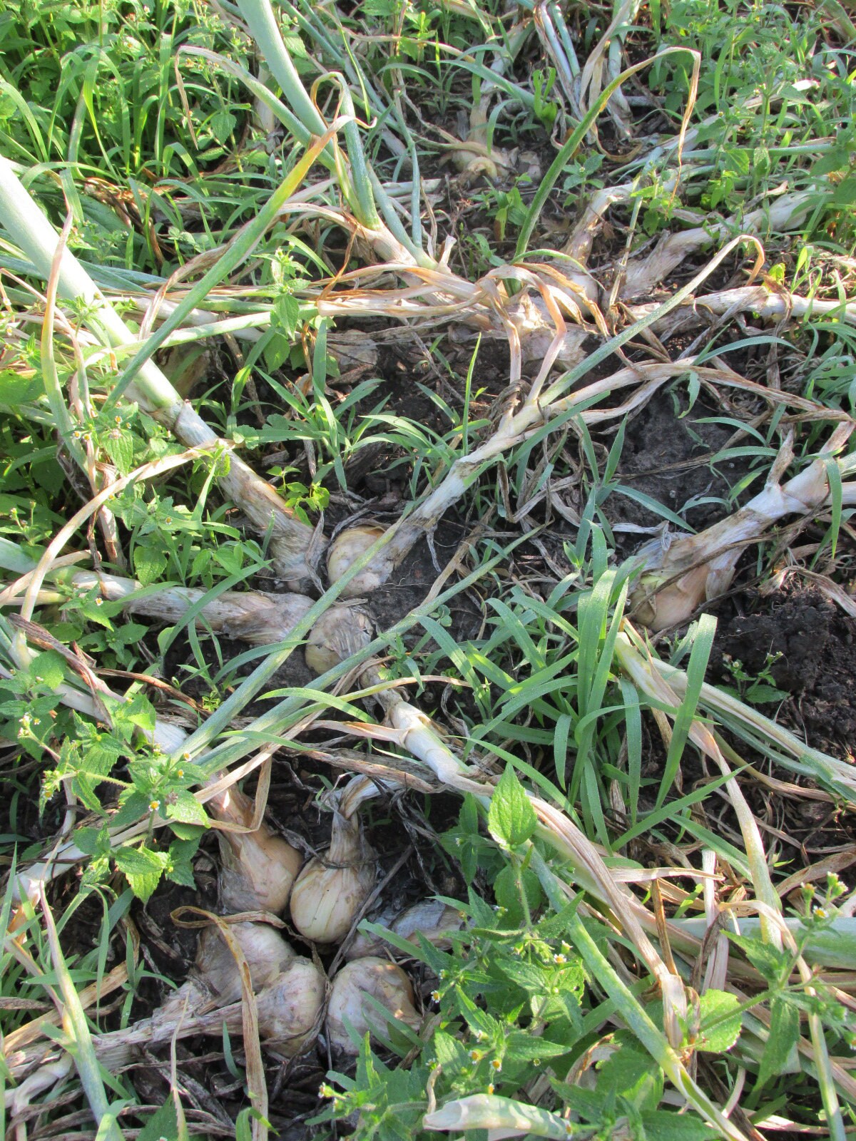 Green Mountain Potato Onion Seeds and Bulbs ~ Heirloom Multiplier ...