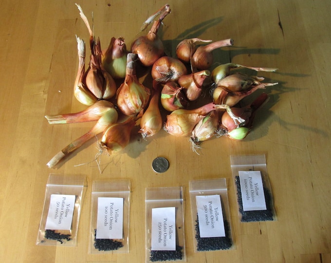 Green Mountain Multiplier Onion Seeds Perennial, Vegetable Seeds ...