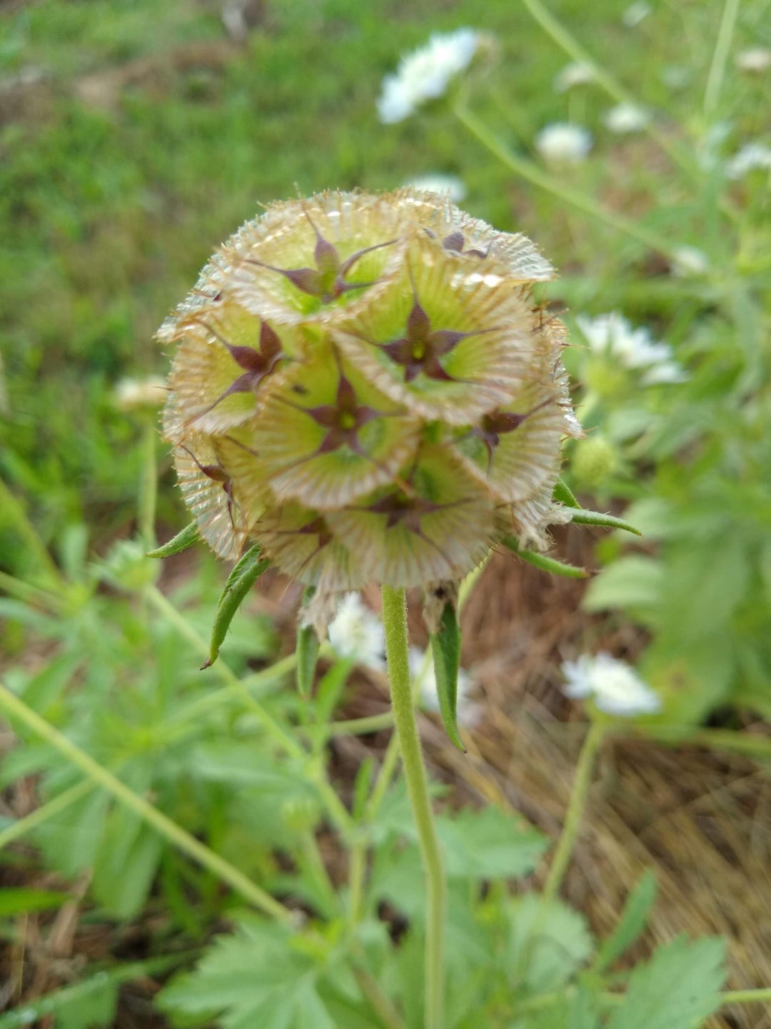 Scabiosa Stellata 'ping Pong' Seed ~ Paper Moon ~ Star Flower ~ Dried ...