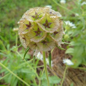 Scabiosa Stellata 'ping Pong' Seeds ~ Paper Moon ~ Star Flower ~ Dried ...