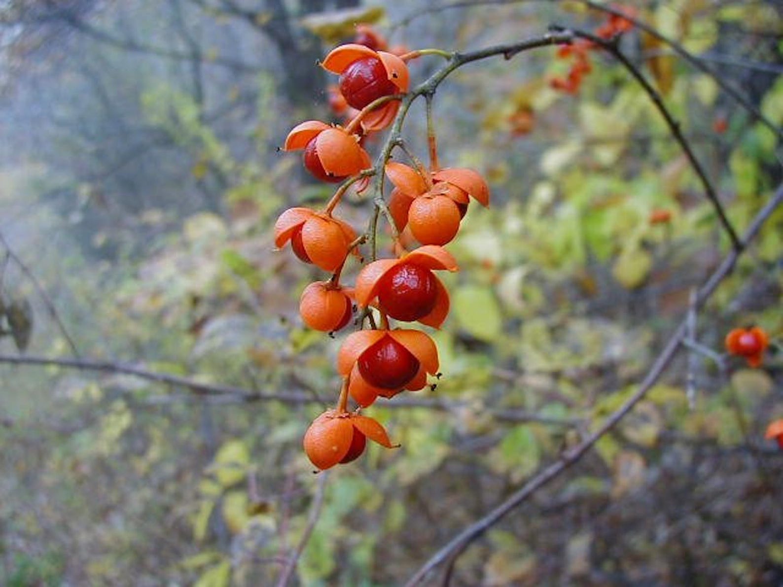 American Bittersweet Seed ~ Celastrus Scandens ~ Native Decorative Vine ...
