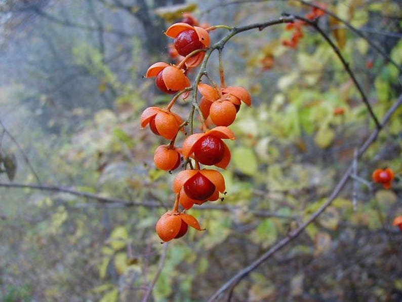 American Bittersweet Seed ~ Celastrus Scandens ~ Native Decorative Vine ...