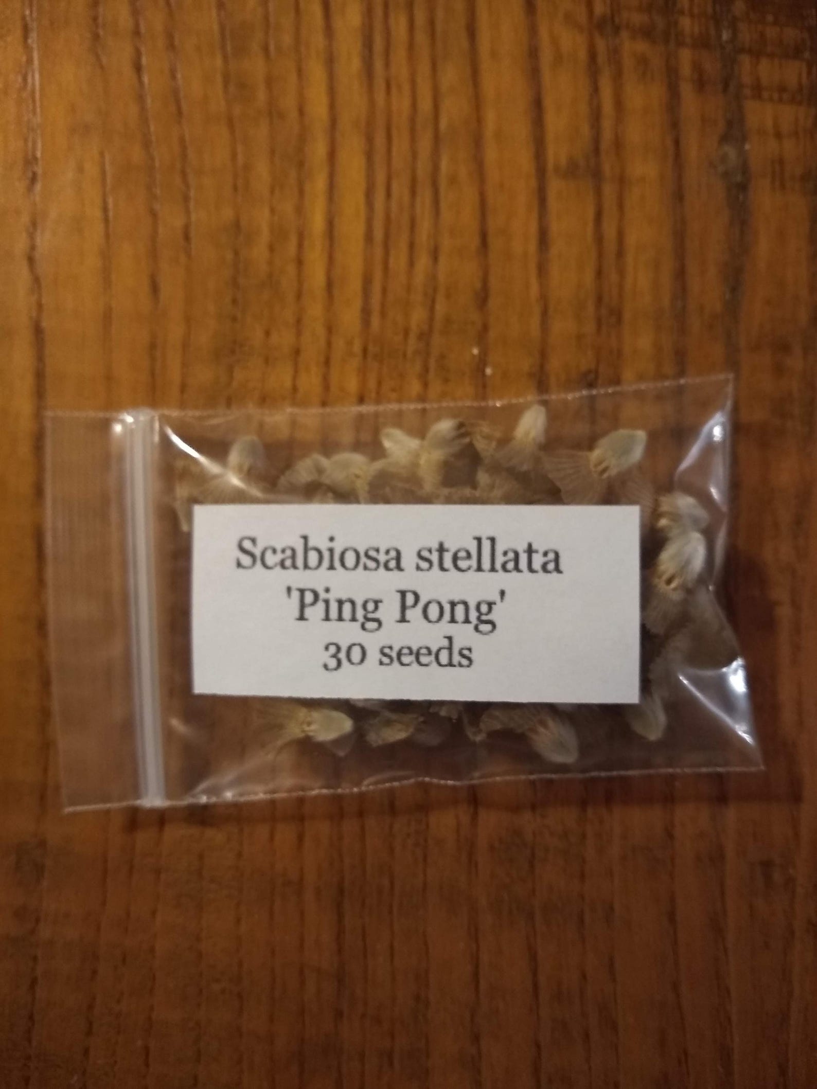 Scabiosa Stellata 'ping Pong' Seeds ~ Paper Moon ~ Star Flower ~ Dried ...