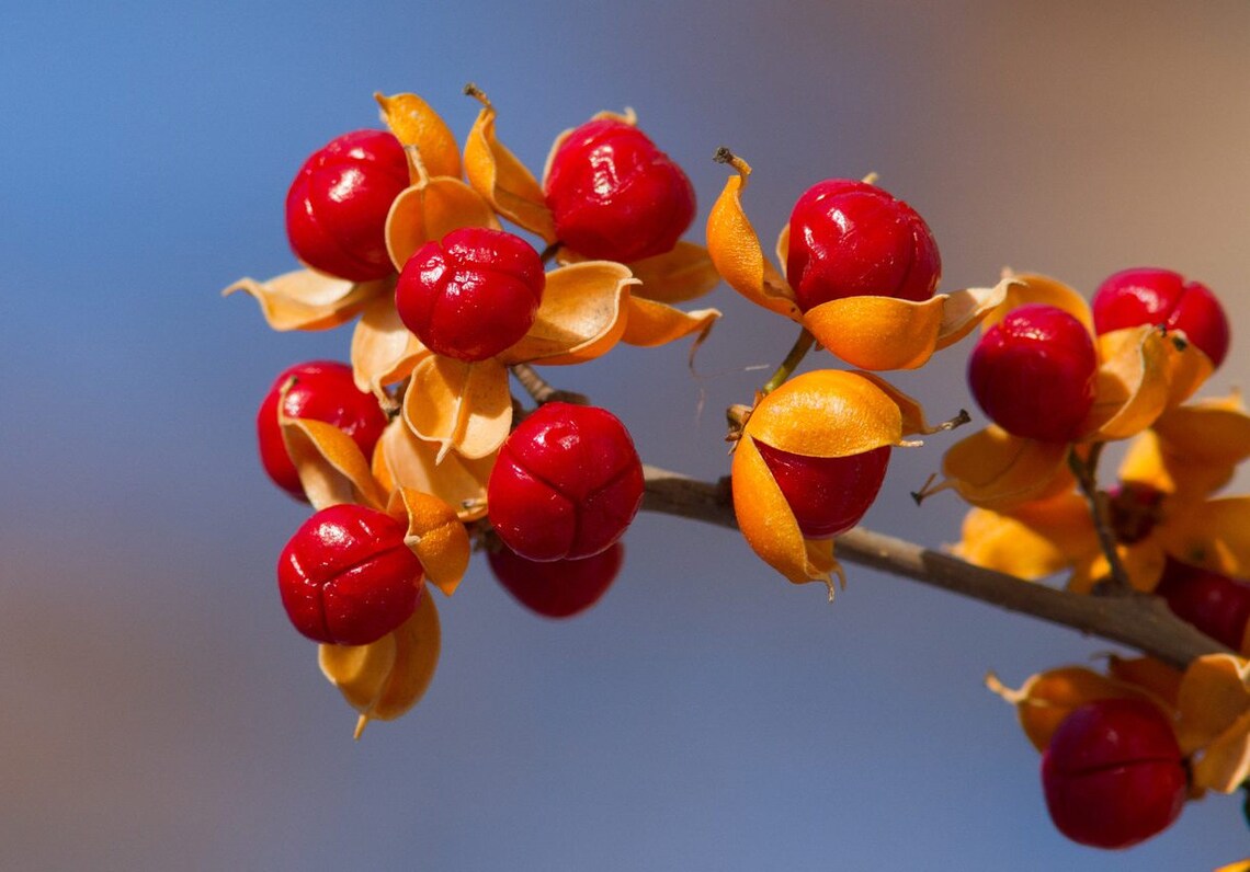 American Bittersweet Seed ~ Celastrus Scandens ~ Native Decorative Vine ...