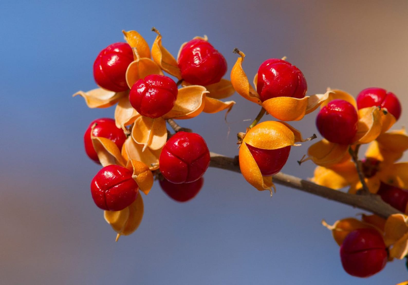American Bittersweet Seed ~ Celastrus Scandens ~ Native Decorative Vine ...