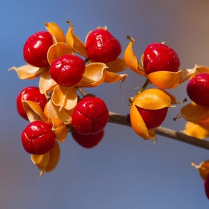 American Bittersweet Seed ~ Celastrus Scandens ~ Native Decorative Vine ...