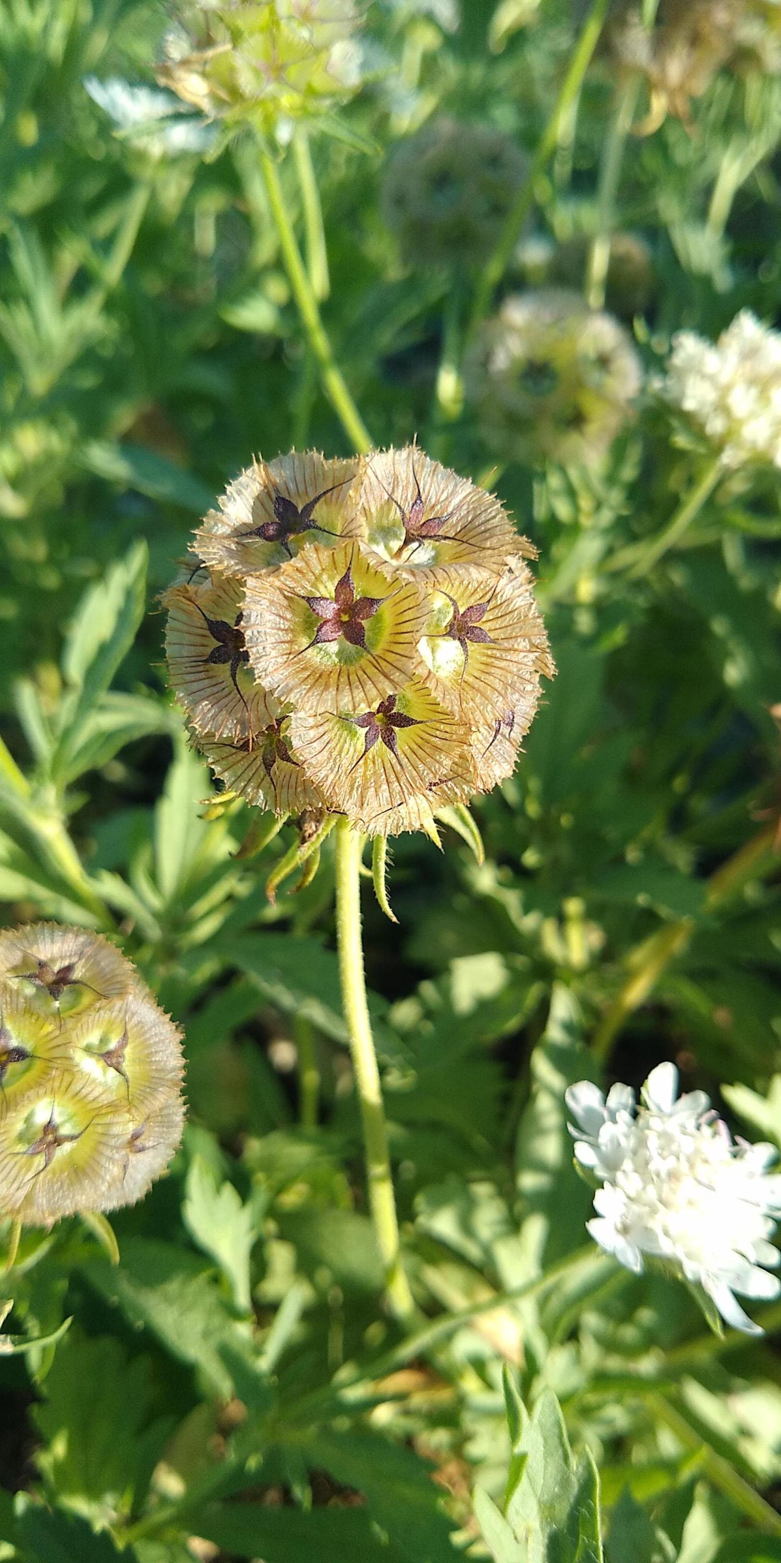 Scabiosa Stellata 'ping Pong' Seeds ~ Paper Moon ~ Star Flower ~ Dried ...