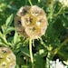 Scabiosa Stellata 'ping Pong' Seeds ~ Paper Moon ~ Star Flower ~ Dried ...