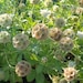 Scabiosa Stellata 'ping Pong' Seeds ~ Paper Moon ~ Star Flower ~ Dried ...