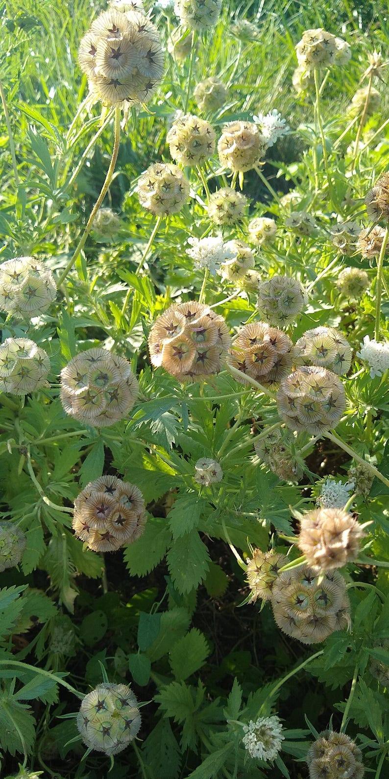 Scabiosa Stellata 'ping Pong' Seeds ~ Paper Moon ~ Star Flower ~ Dried ...