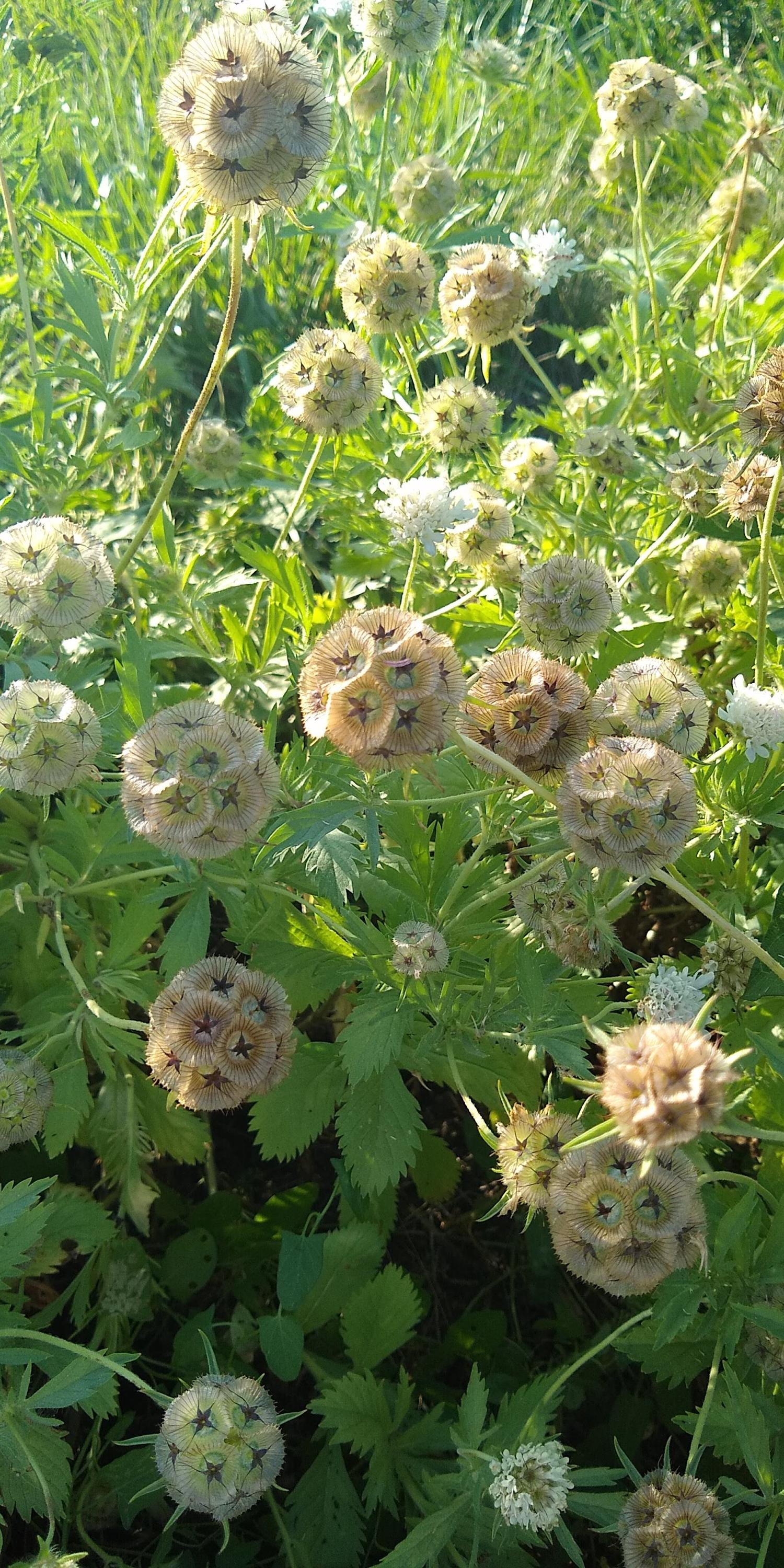 Scabiosa Stellata 'ping Pong' Seeds ~ Paper Moon ~ Star Flower ~ Dried ...