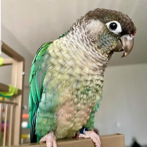 Custom Bird Portrait, Beautiful Pet Artwork, Custom Parrot Canvas ...