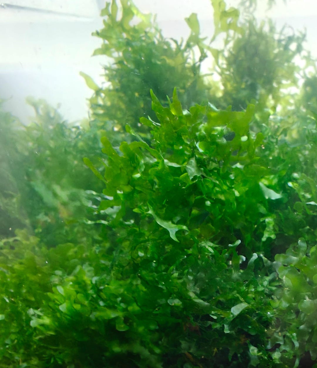 Subwassertang Live Aquarium Plant - Etsy